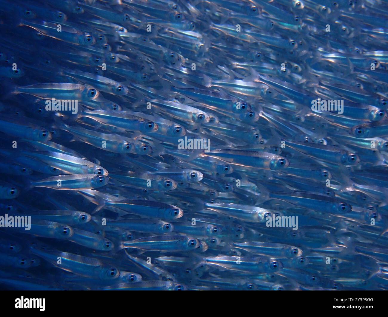 Red Sea hardyhead silverside (Atherinomorus forskalii) Actinopterygii ...
