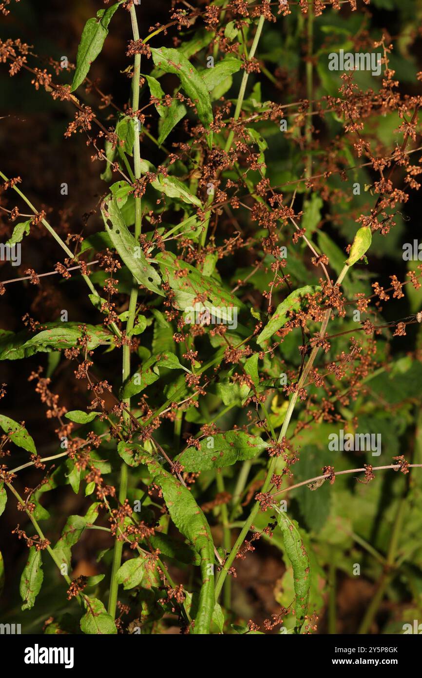 Clustered Dock (Rumex conglomeratus) Plantae Stock Photo - Alamy