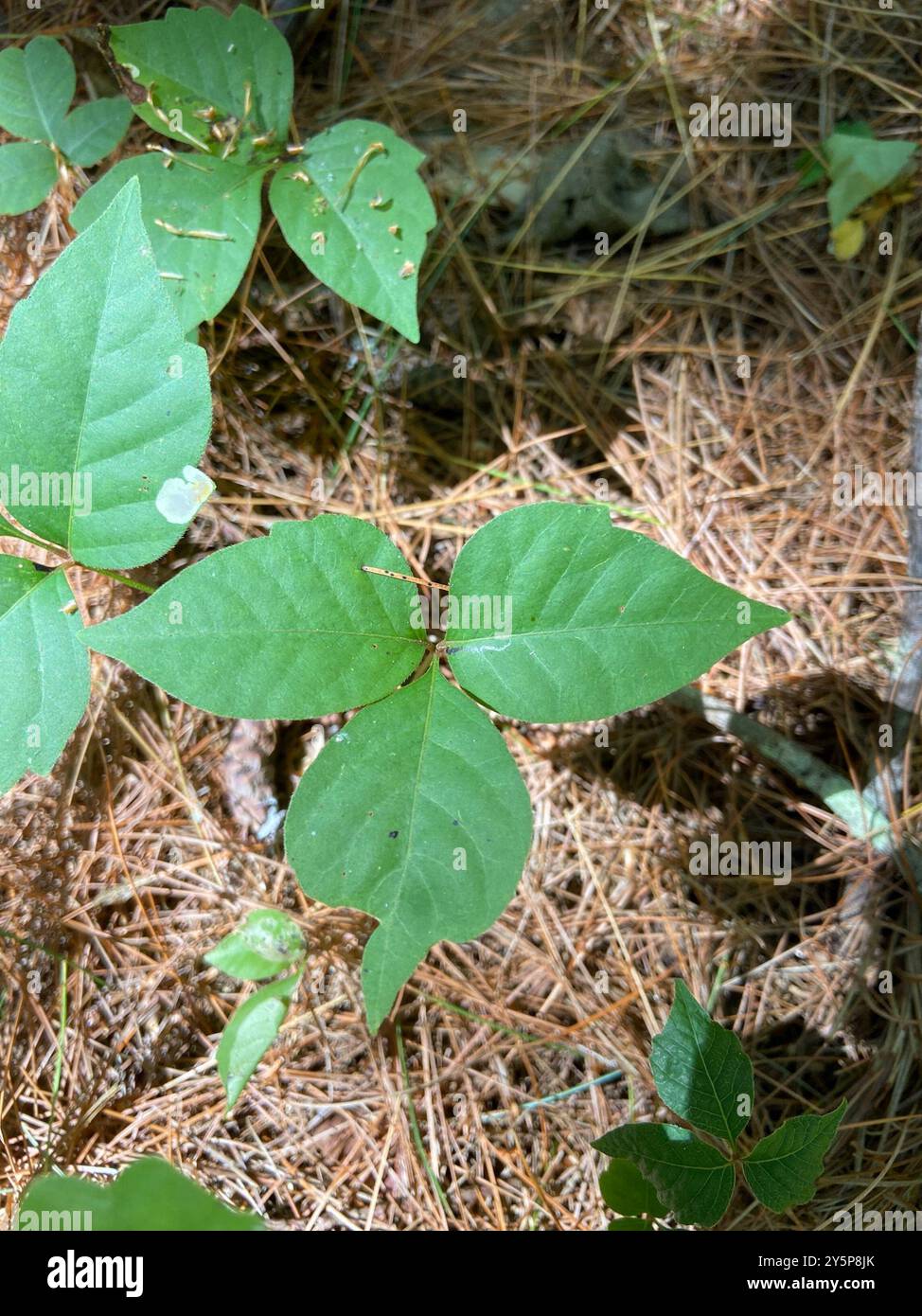 eastern poison ivy (Toxicodendron radicans) Plantae Stock Photo - Alamy