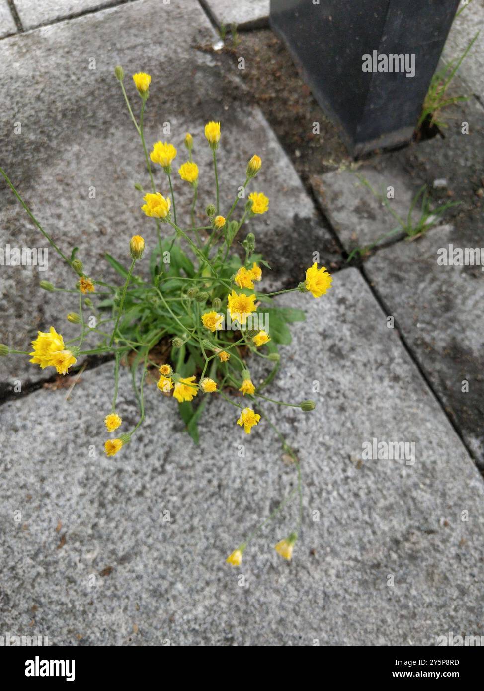 narrow-leaved hawksbeard (Crepis tectorum) Plantae Stock Photo - Alamy
