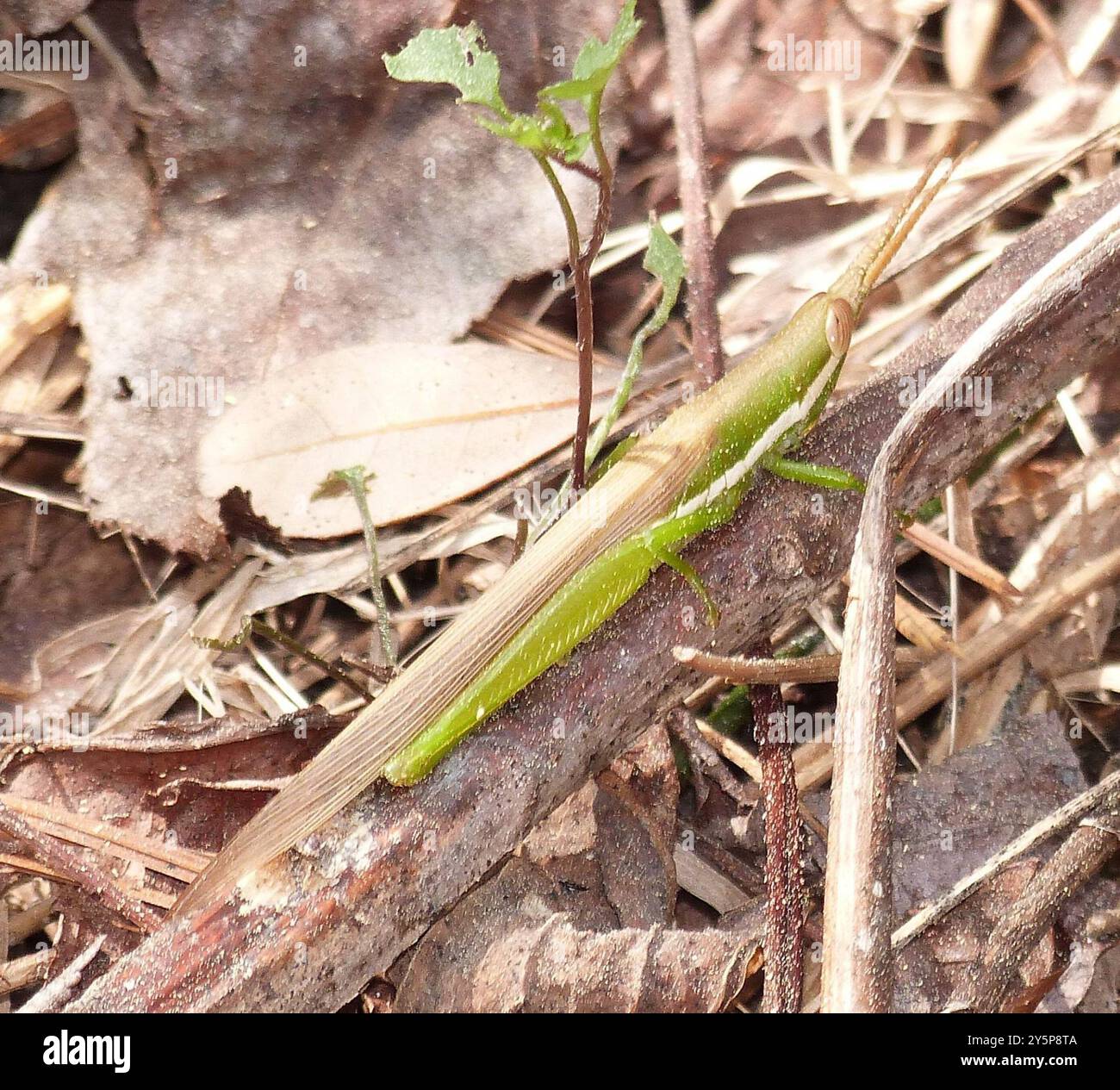 Cattail Toothpick Grasshopper (Leptysma marginicollis) Insecta Stock ...