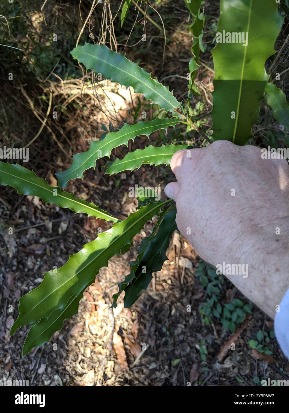 Macadamia Tree (Macadamia integrifolia) Plantae Stock Photo - Alamy