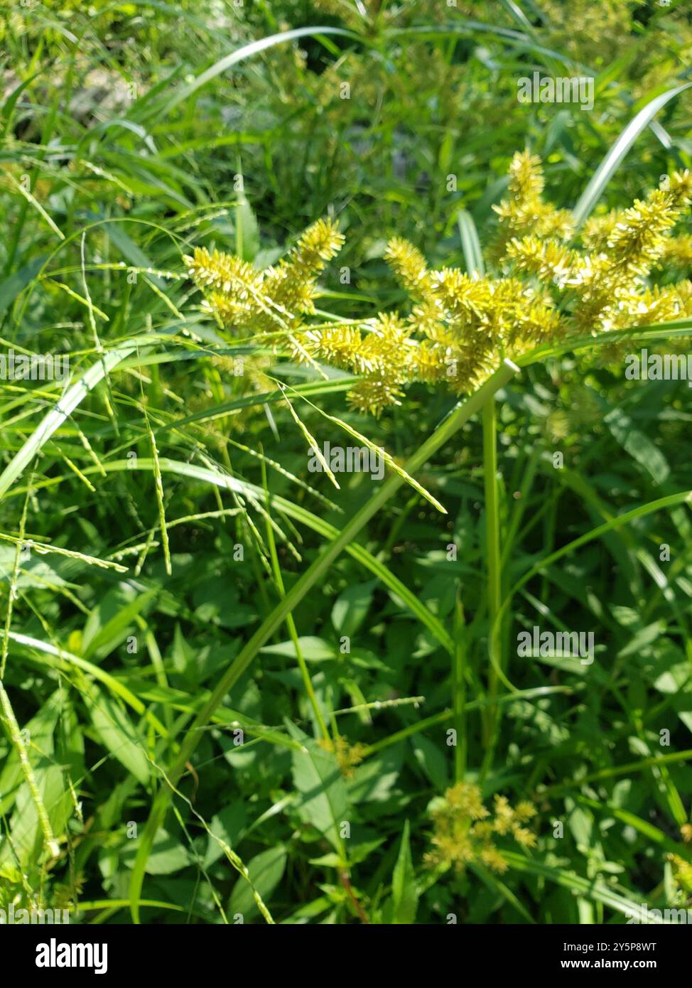 redroot flatsedge (Cyperus erythrorhizos) Plantae Stock Photo - Alamy