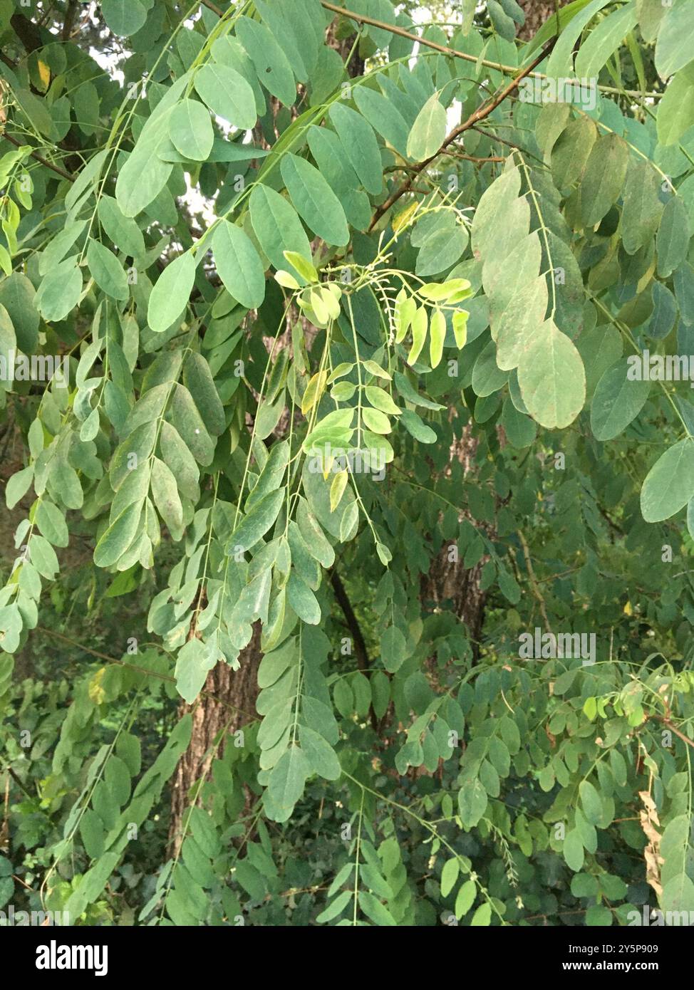 black locust (Robinia pseudoacacia) Plantae Stock Photo - Alamy