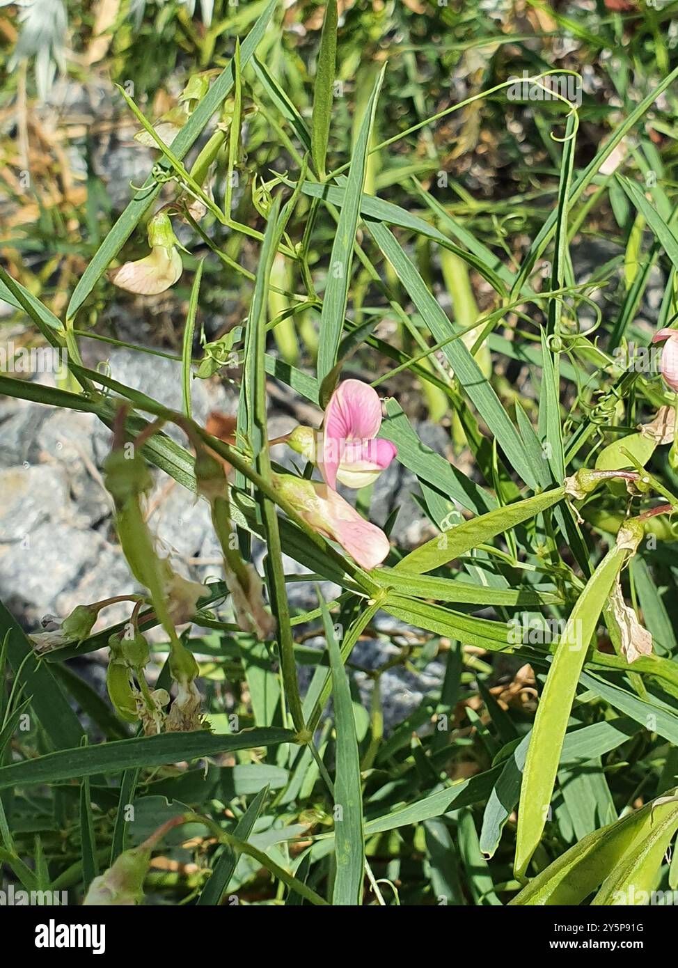 Narrow-leaved Everlasting-pea (Lathyrus sylvestris) Plantae Stock Photo ...