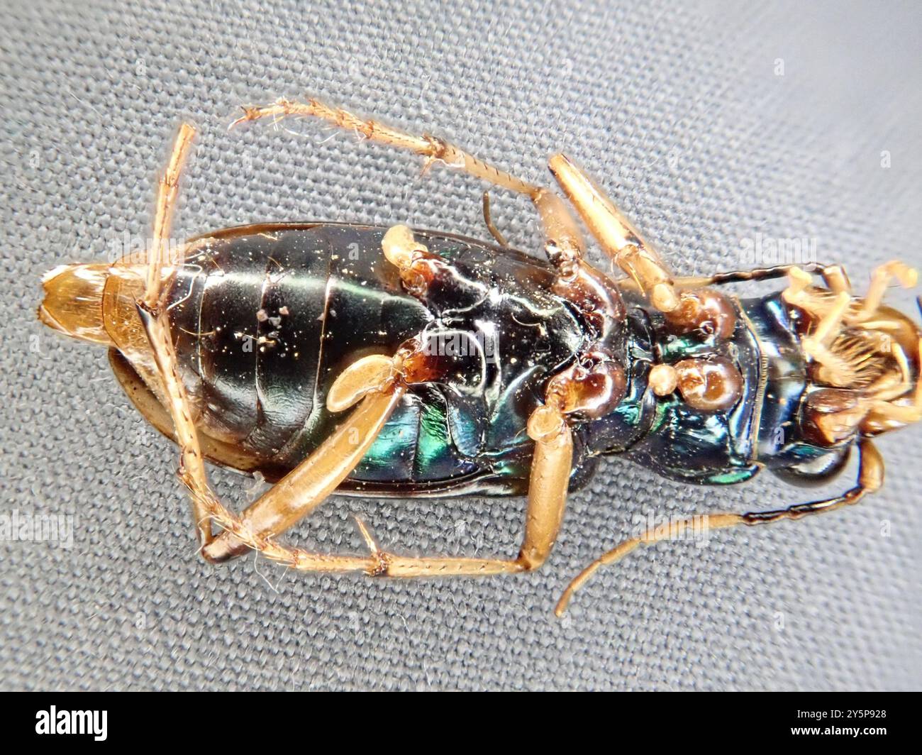 Metallic Tiger Beetles (Tetracha) Insecta Stock Photo - Alamy