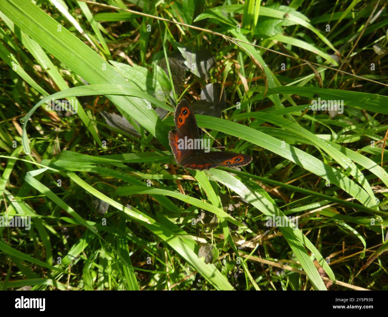 Scotch Argus (Erebia aethiops) Insecta Stock Photo - Alamy