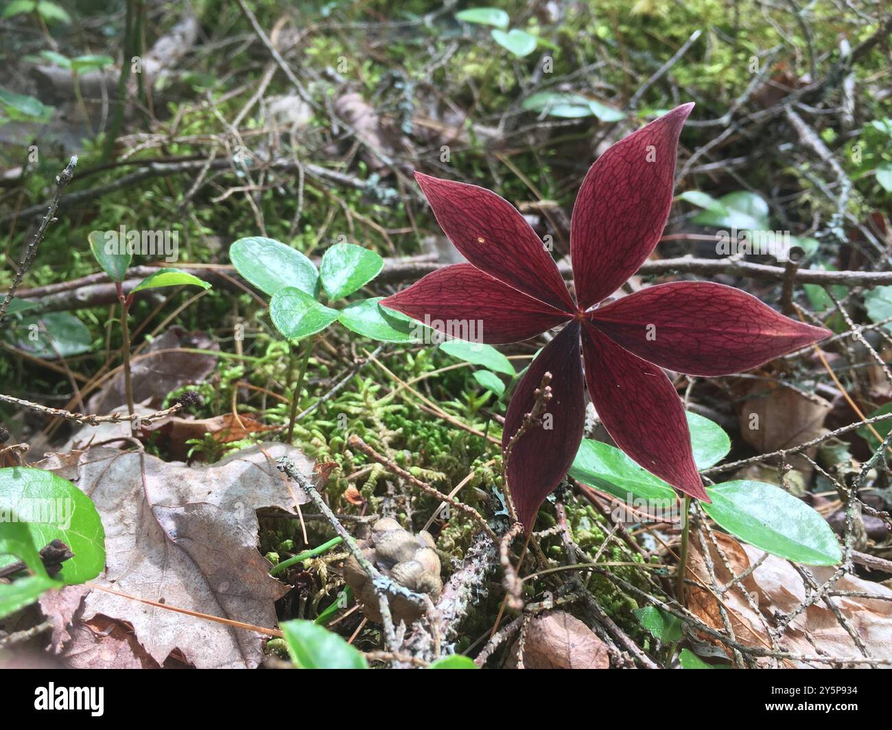 Cucumber Root (Medeola virginiana) Plantae Stock Photo - Alamy