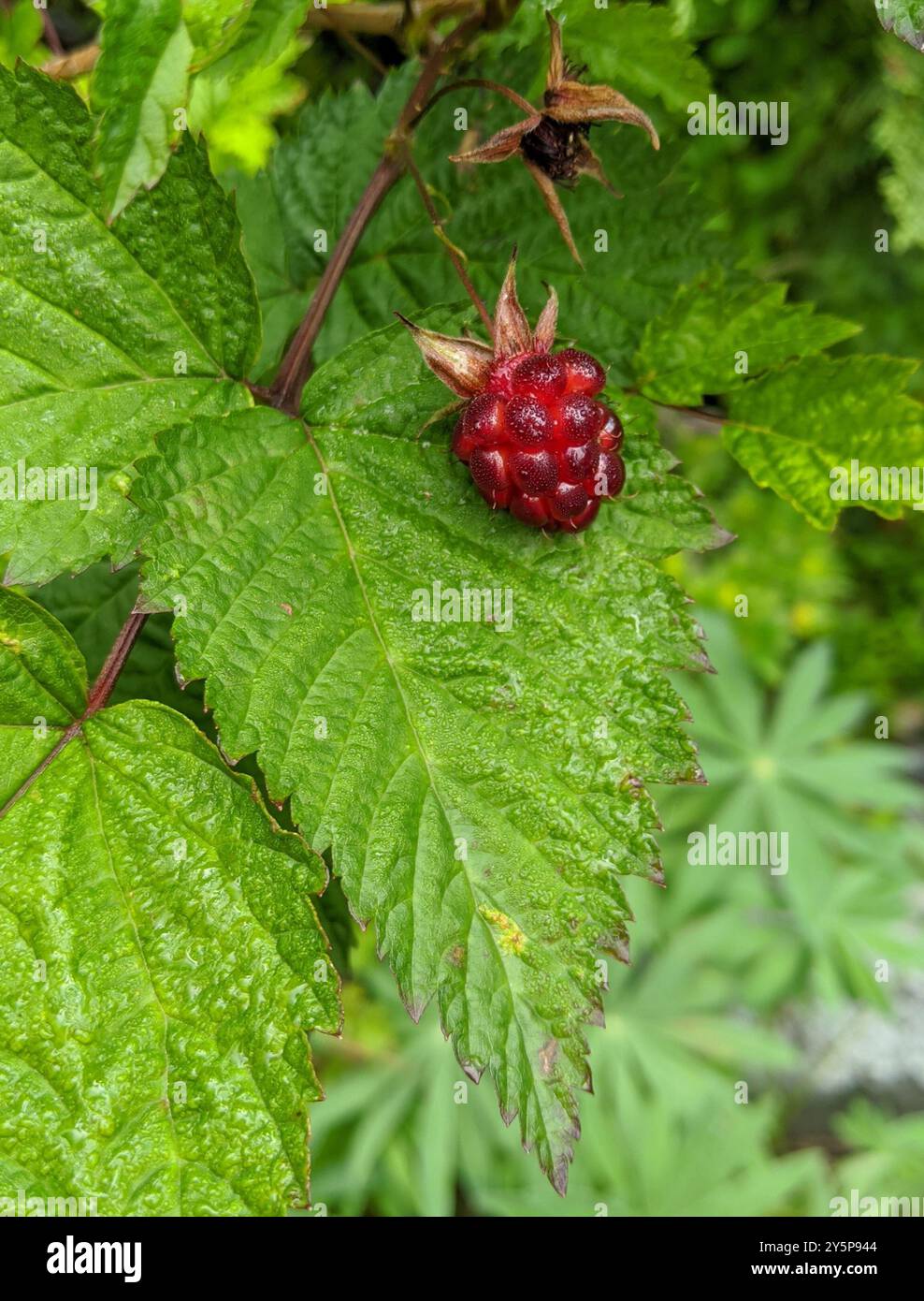 Salmonberry (Rubus spectabilis) Plantae Stock Photo - Alamy