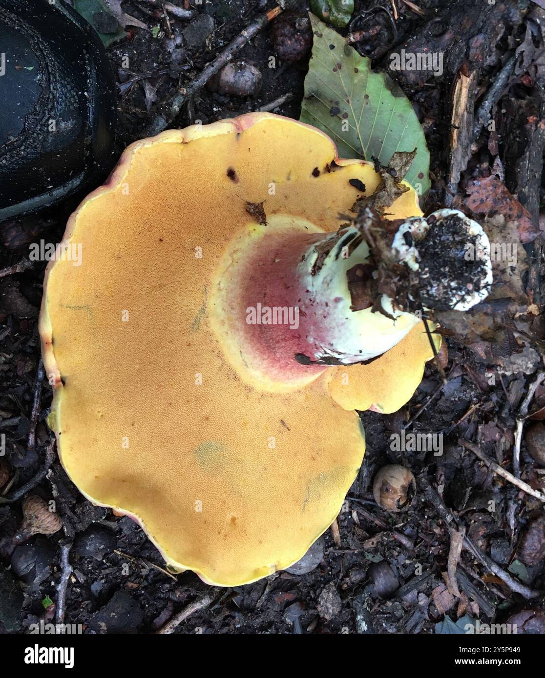Curry Bolete (Boletus sensibilis) Fungi Stock Photo - Alamy