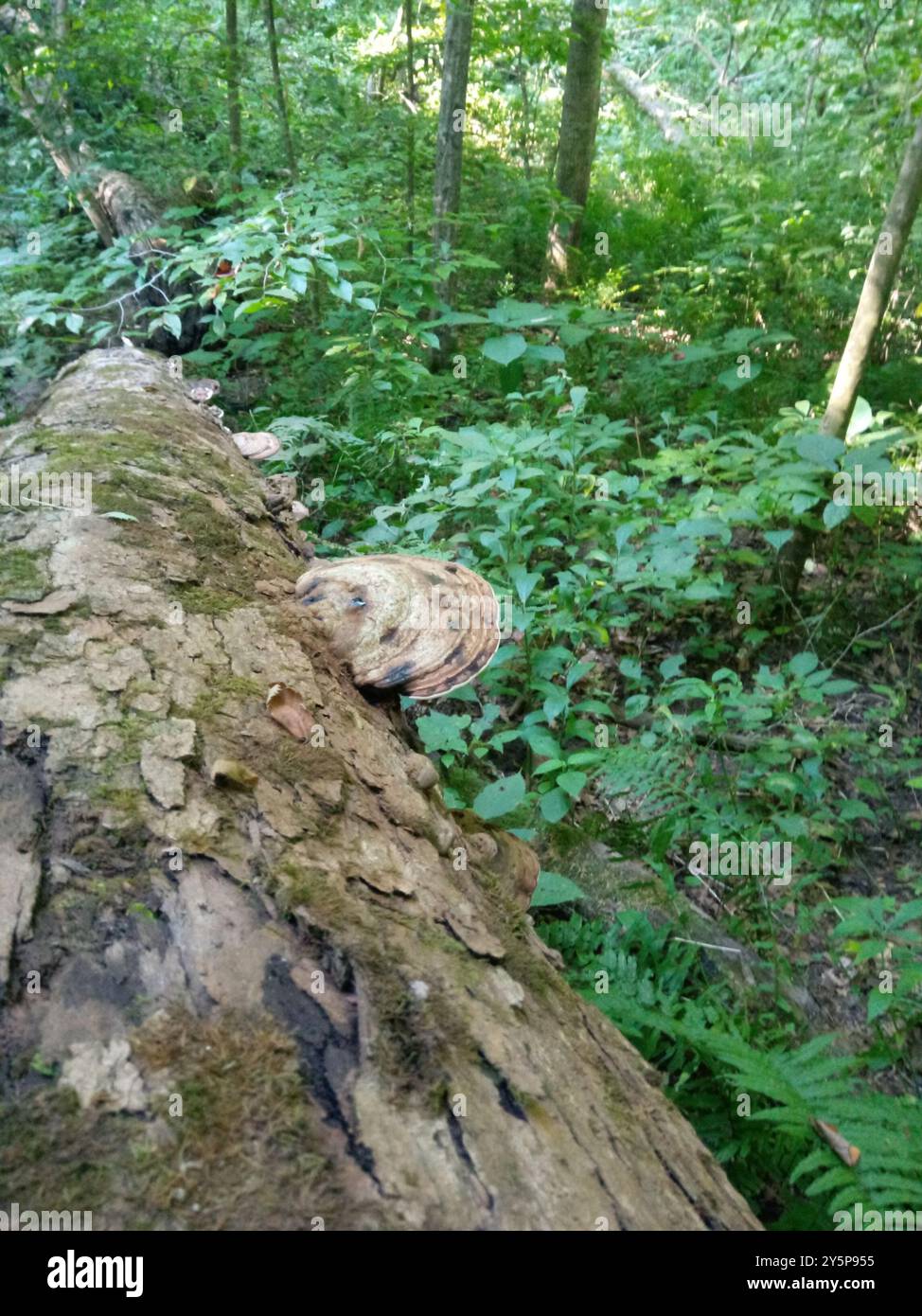 artist's bracket (Ganoderma applanatum) Fungi Stock Photo - Alamy