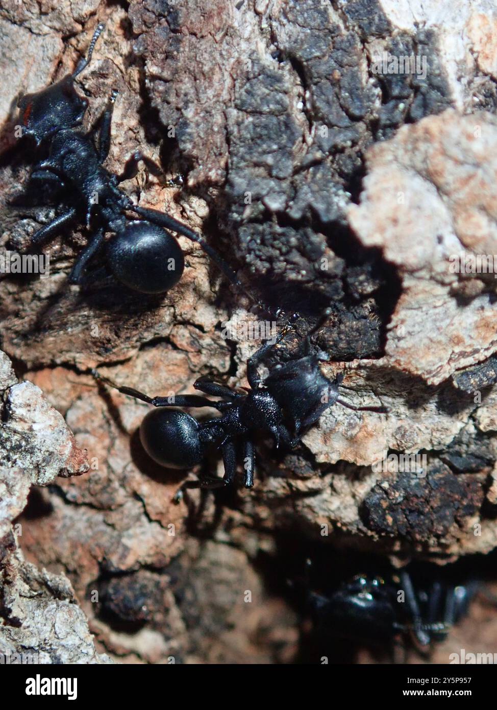 Common Giant Turtle Ant (Cephalotes atratus) Insecta Stock Photo - Alamy