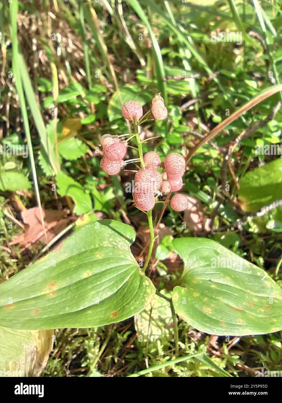 May Lily (Maianthemum bifolium) Plantae Stock Photo - Alamy