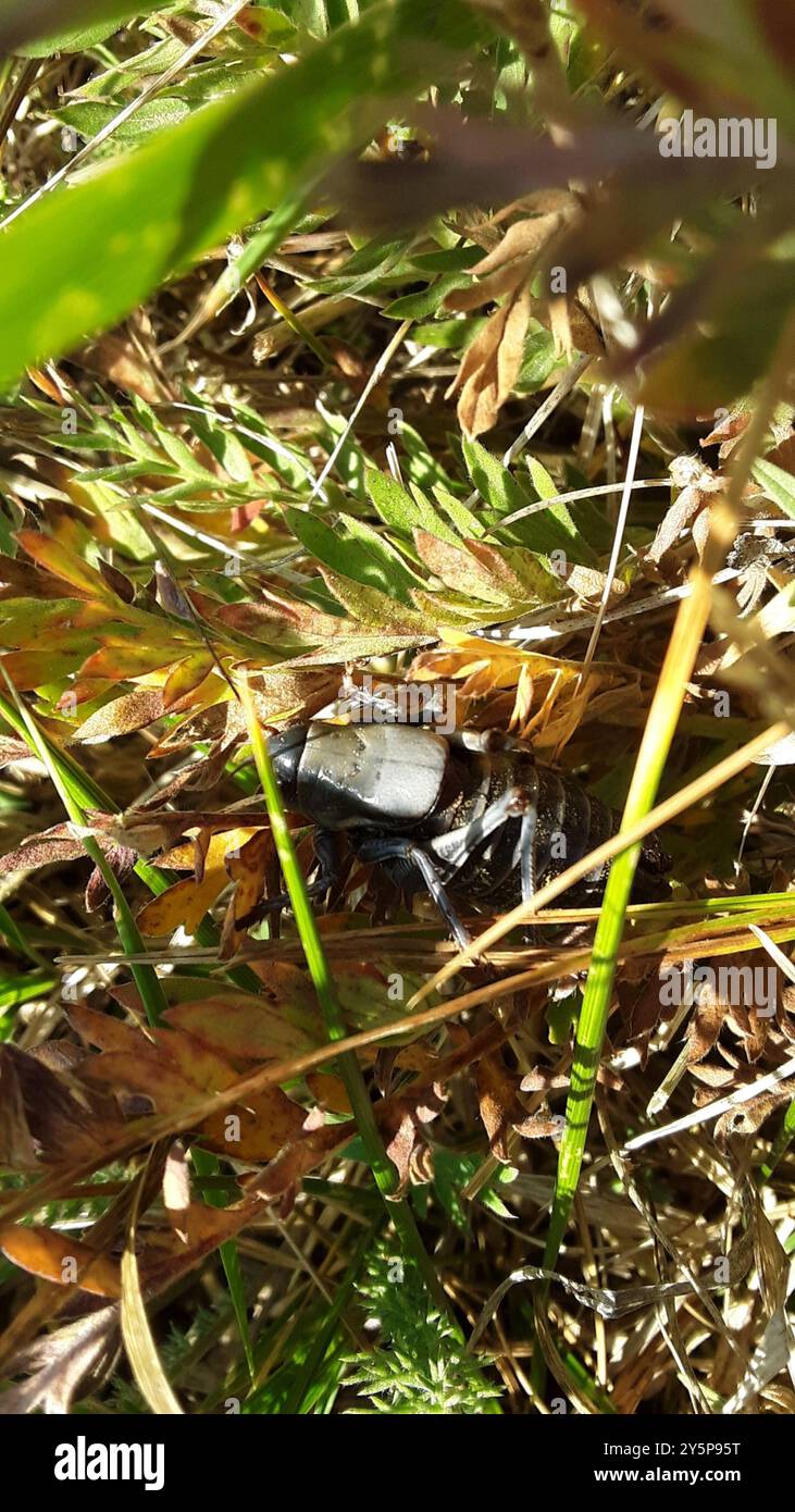 Mormon Cricket (Anabrus simplex) Insecta Stock Photo - Alamy