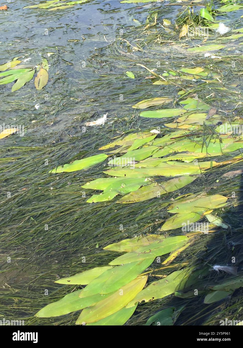 Longleaf Pondweed (Potamogeton nodosus) Plantae Stock Photo - Alamy