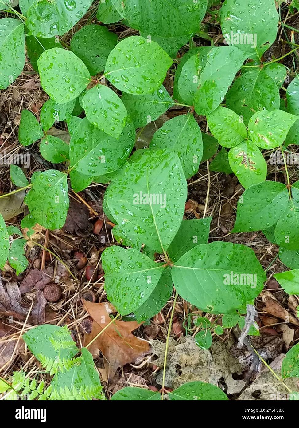 eastern poison ivy (Toxicodendron radicans) Plantae Stock Photo - Alamy