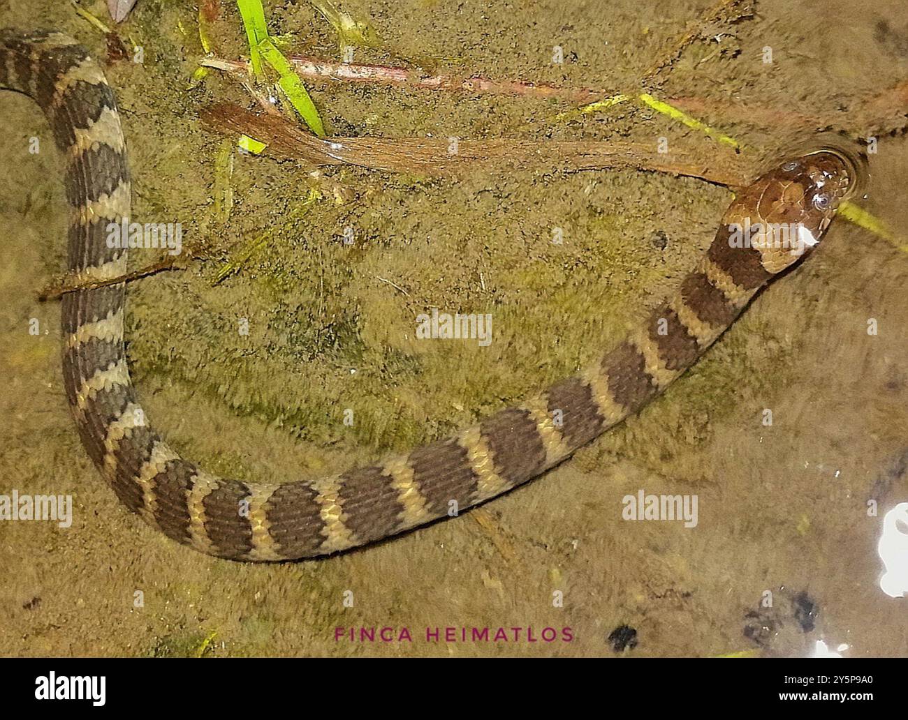 Brown-banded watersnake (Helicops angulatus) Reptilia Stock Photo - Alamy