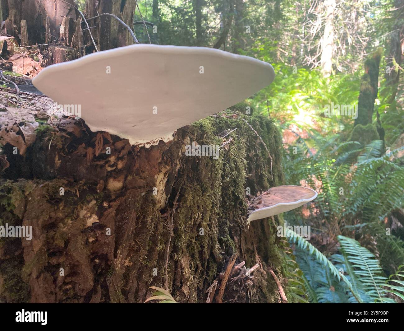 artist's bracket (Ganoderma applanatum) Fungi Stock Photo - Alamy
