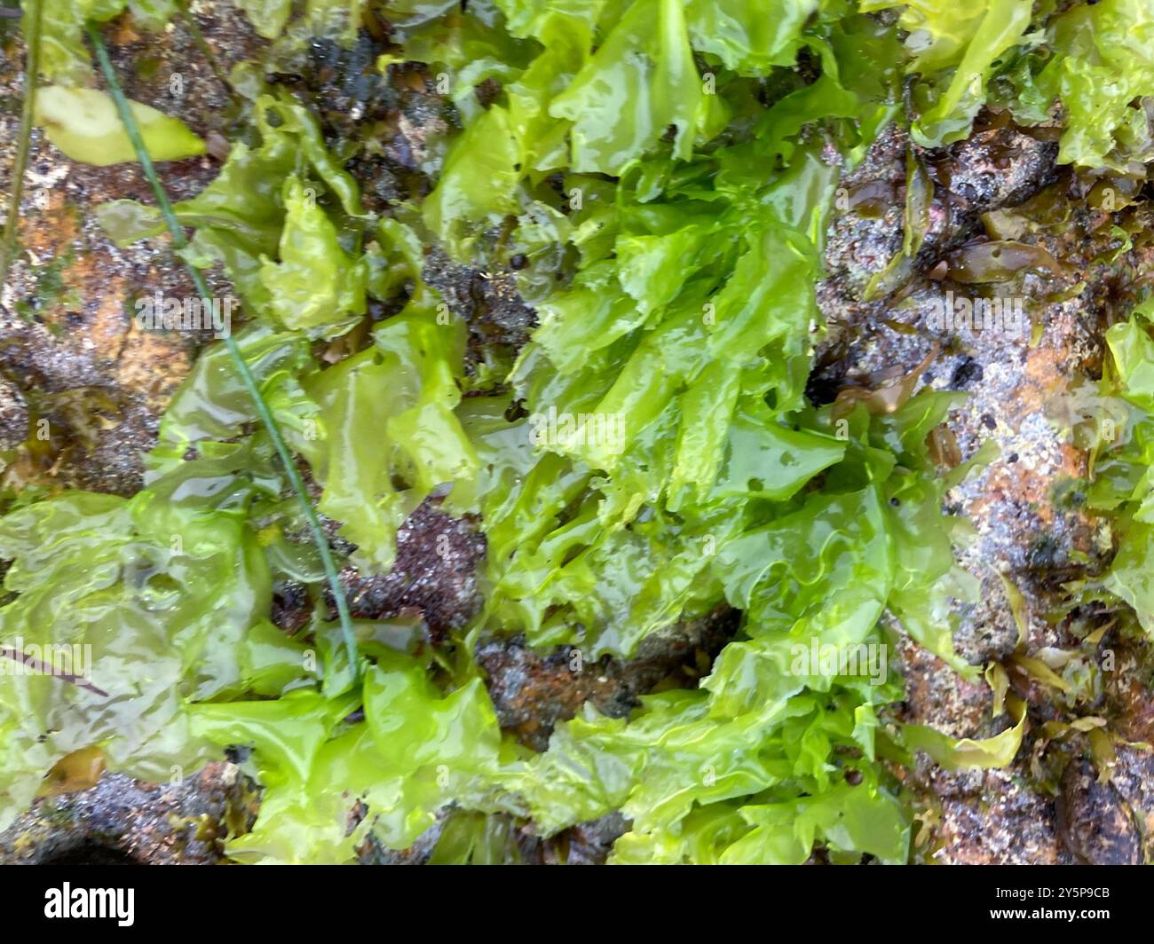 Broadleaf Sea Lettuce (Ulva lactuca) Plantae Stock Photo - Alamy