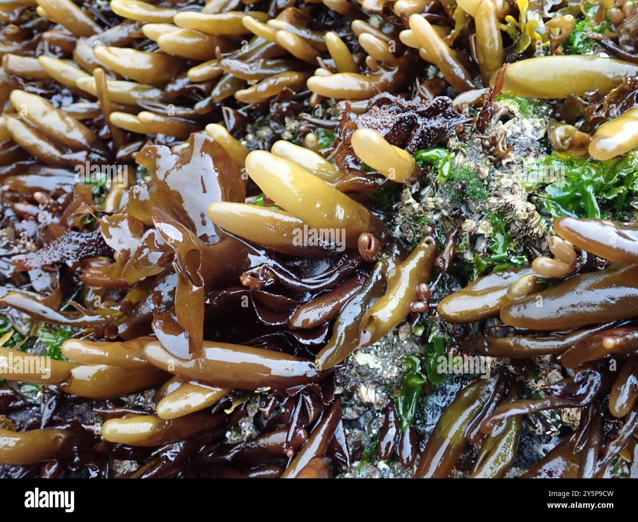 Sea Sacks (Halosaccion glandiforme) Plantae Stock Photo - Alamy