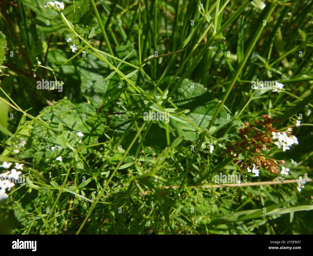 Common Marsh-bedstraw (Galium palustre) Plantae Stock Photo - Alamy