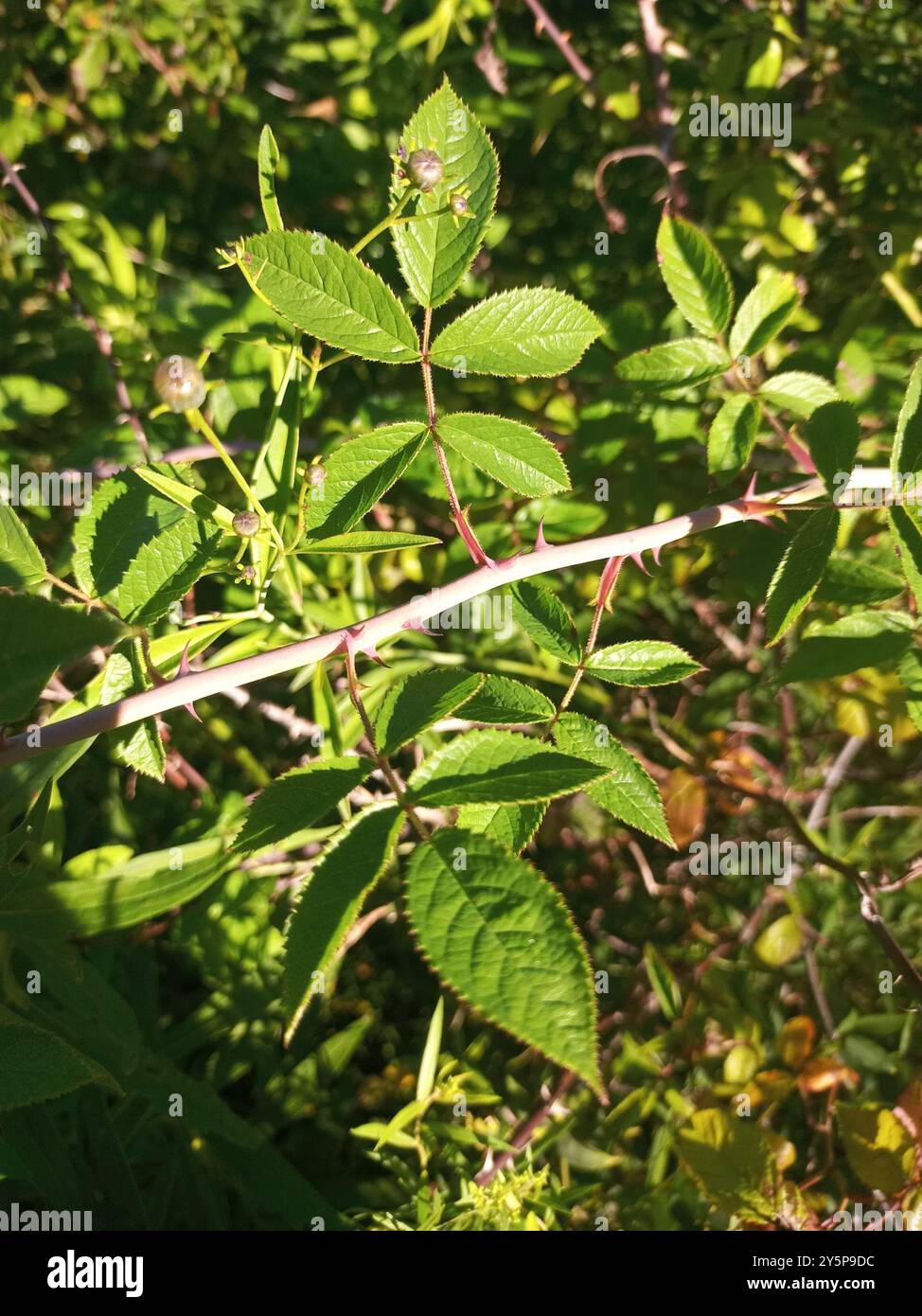 climbing prairie rose (Rosa setigera) Plantae Stock Photo - Alamy