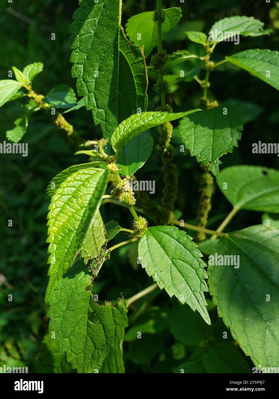 false nettle (Boehmeria cylindrica) Plantae Stock Photo - Alamy