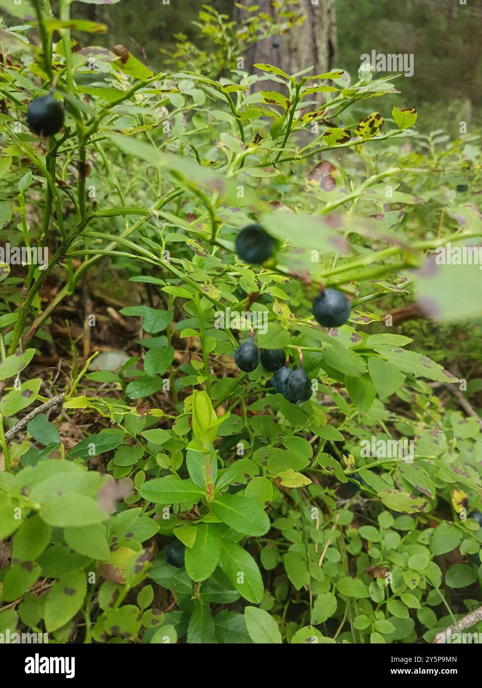 common bilberry (Vaccinium myrtillus) Plantae Stock Photo - Alamy