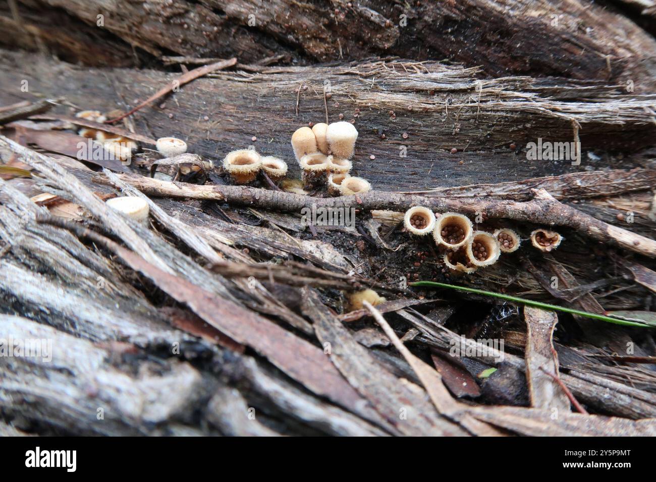 woolly bird's nest fungus (Nidula niveotomentosa) Fungi Stock Photo - Alamy