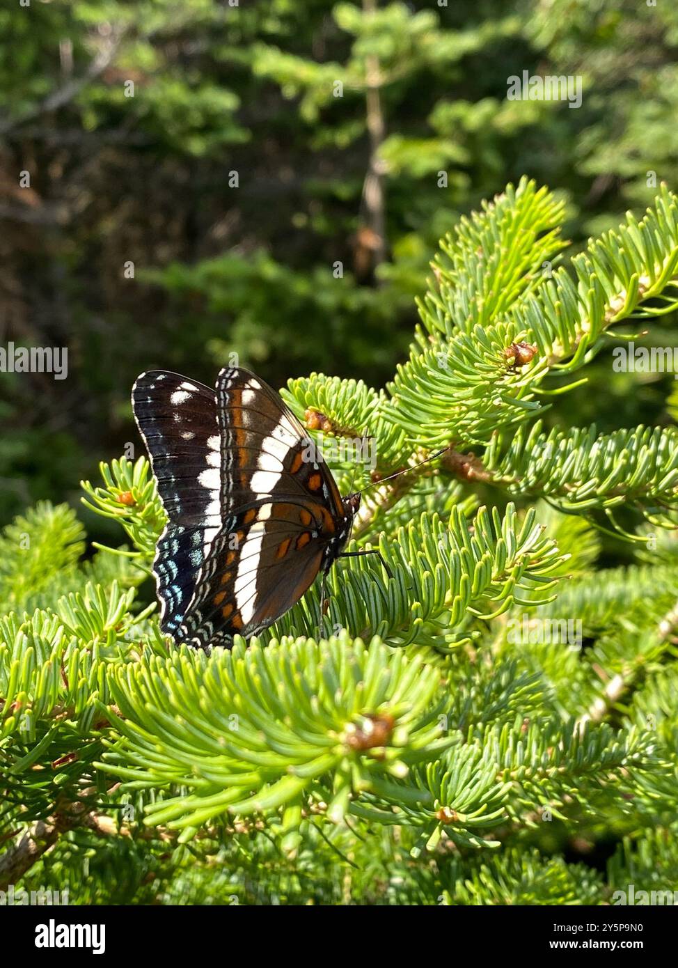 American White Admiral (Limenitis arthemis arthemis) Insecta Stock ...