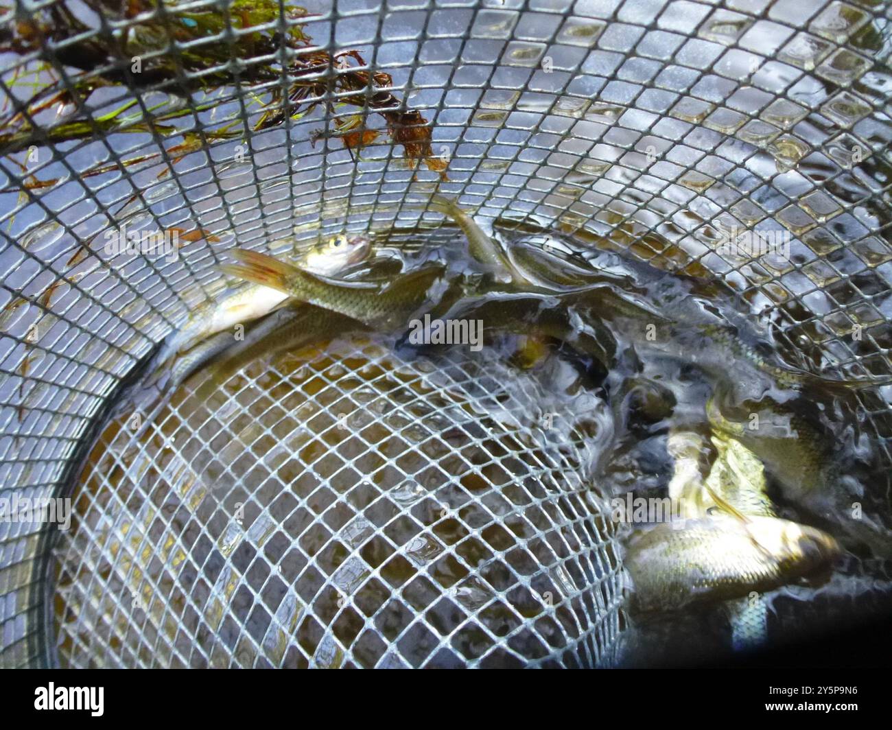 Golden Shiner (Notemigonus crysoleucas) Actinopterygii Stock Photo - Alamy