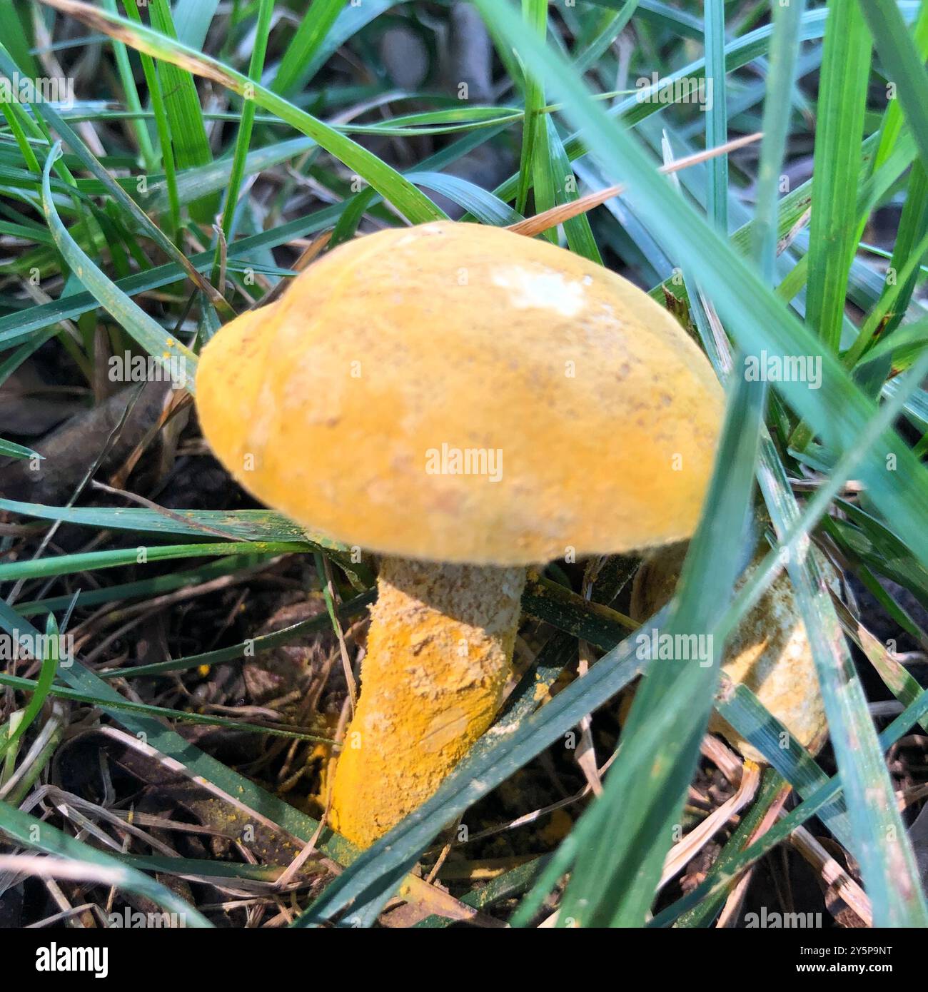 powdery sulfur bolete (Pulveroboletus ravenelii) Fungi Stock Photo - Alamy