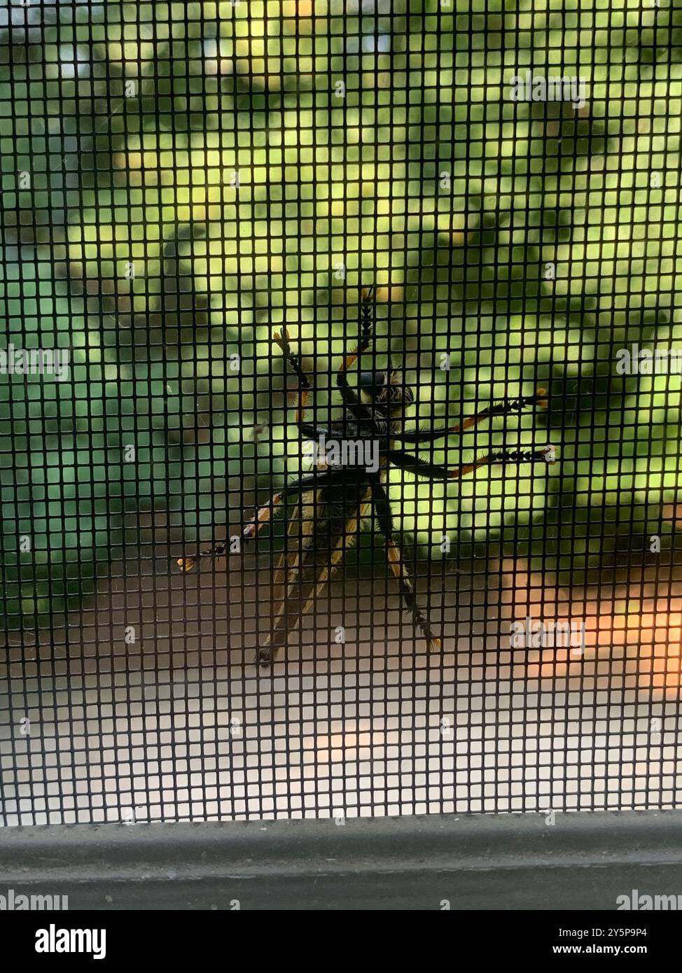 Red-footed Cannibal Fly (Promachus rufipes) Insecta Stock Photo - Alamy