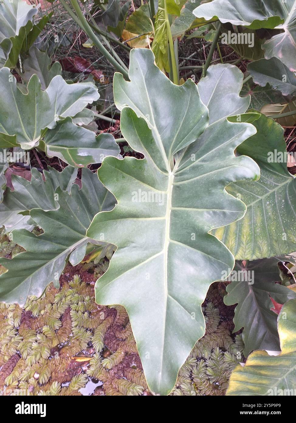 (Thaumatophyllum undulatum) Plantae Stock Photo - Alamy