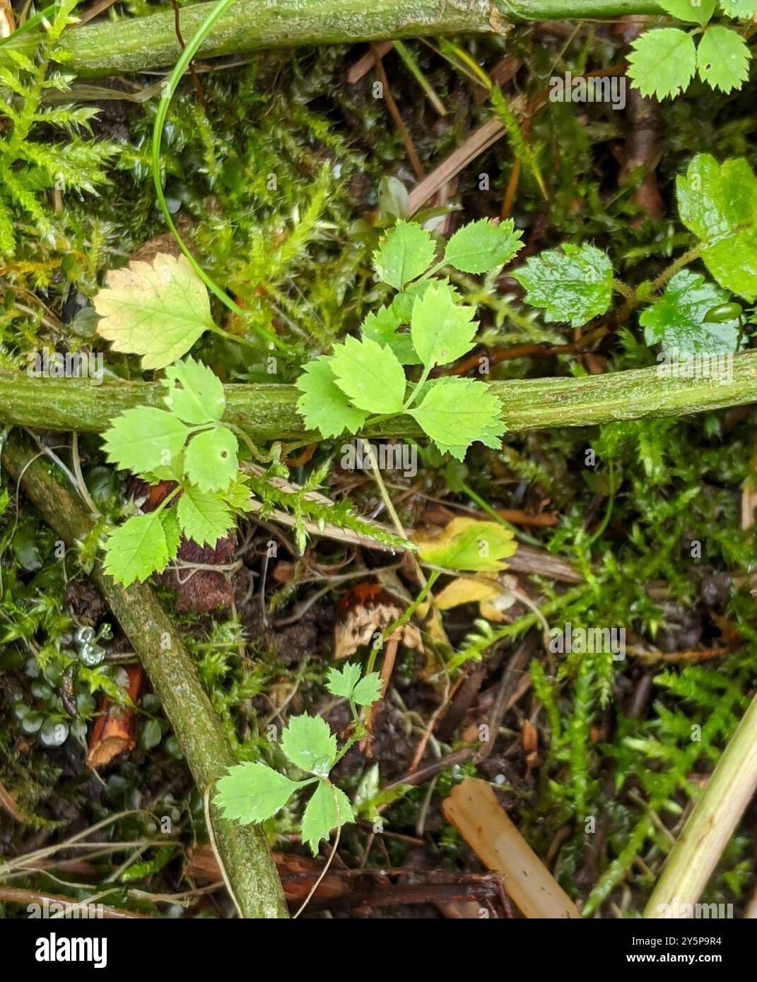vascular plants (Tracheophyta) Plantae Stock Photo - Alamy