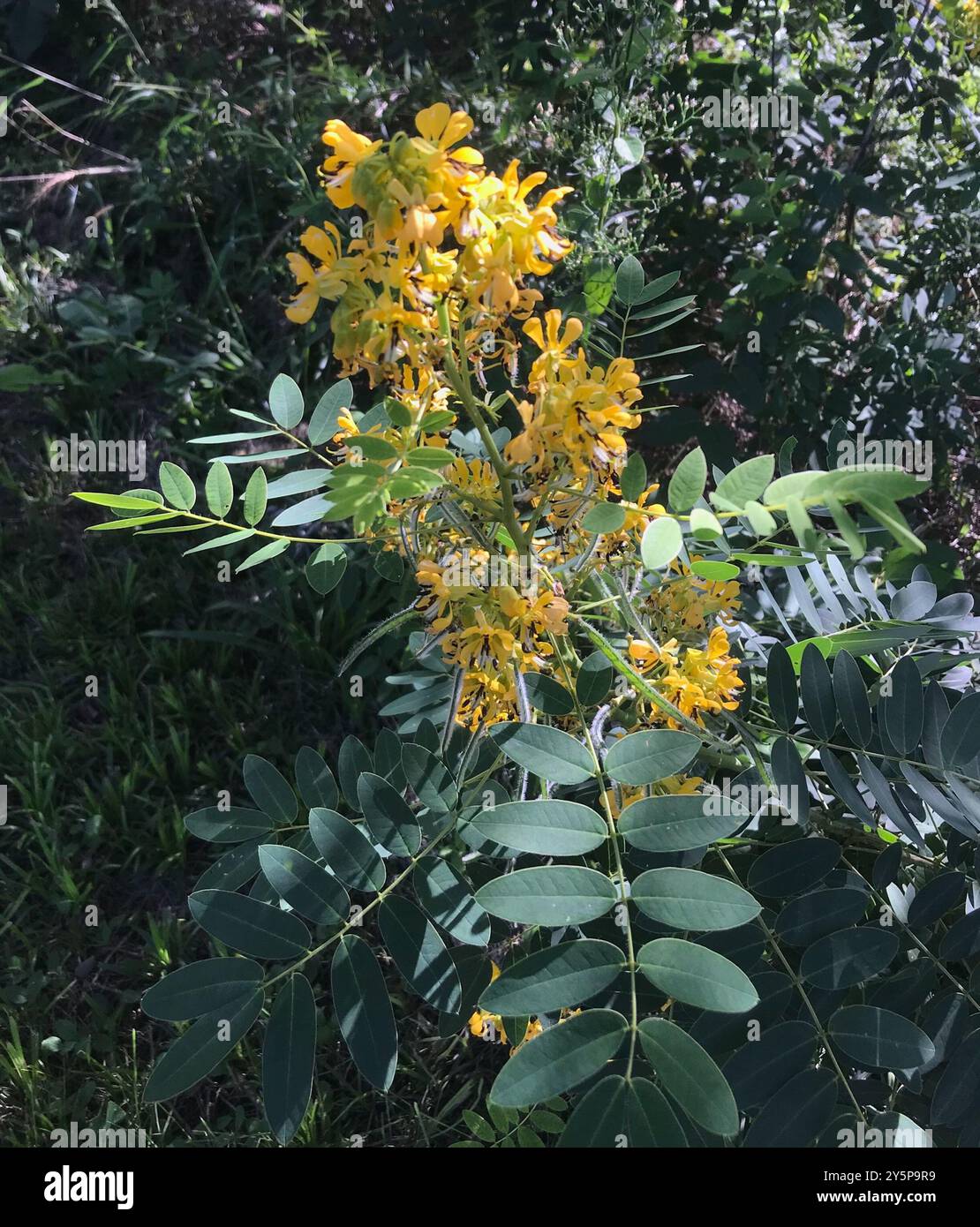 American senna (Senna hebecarpa) Plantae Stock Photo - Alamy