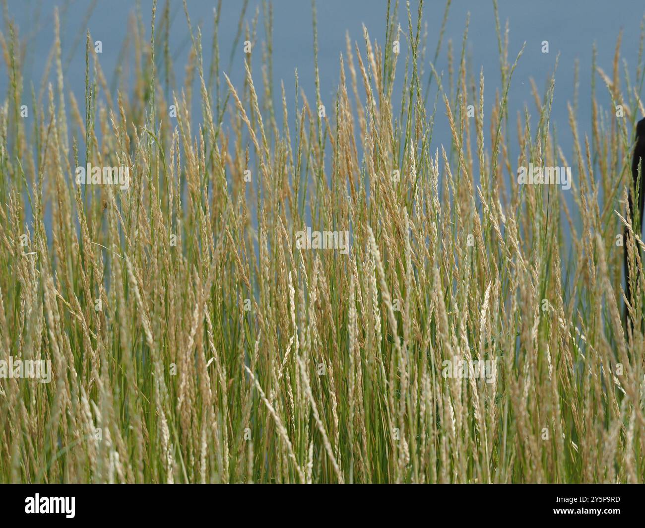 seashore dropseed (Sporobolus virginicus) Plantae Stock Photo - Alamy