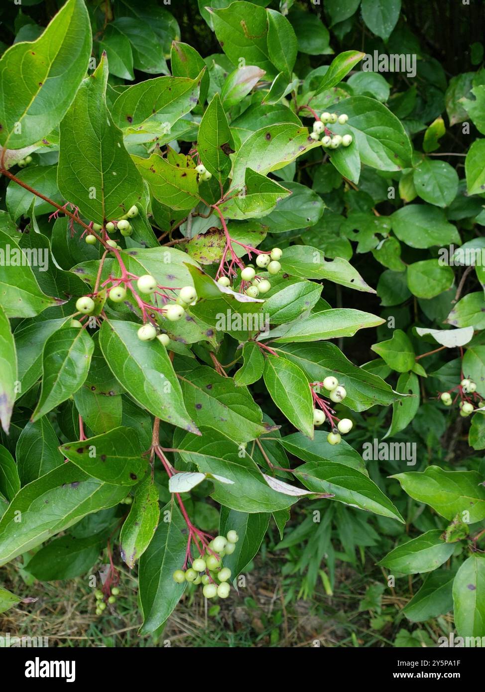 gray dogwood (Cornus racemosa) Plantae Stock Photo - Alamy