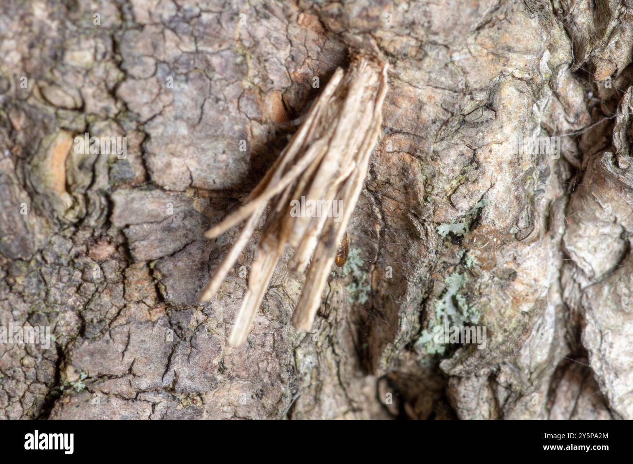 Common Bagworm Moth (Psyche casta) Insecta Stock Photo - Alamy