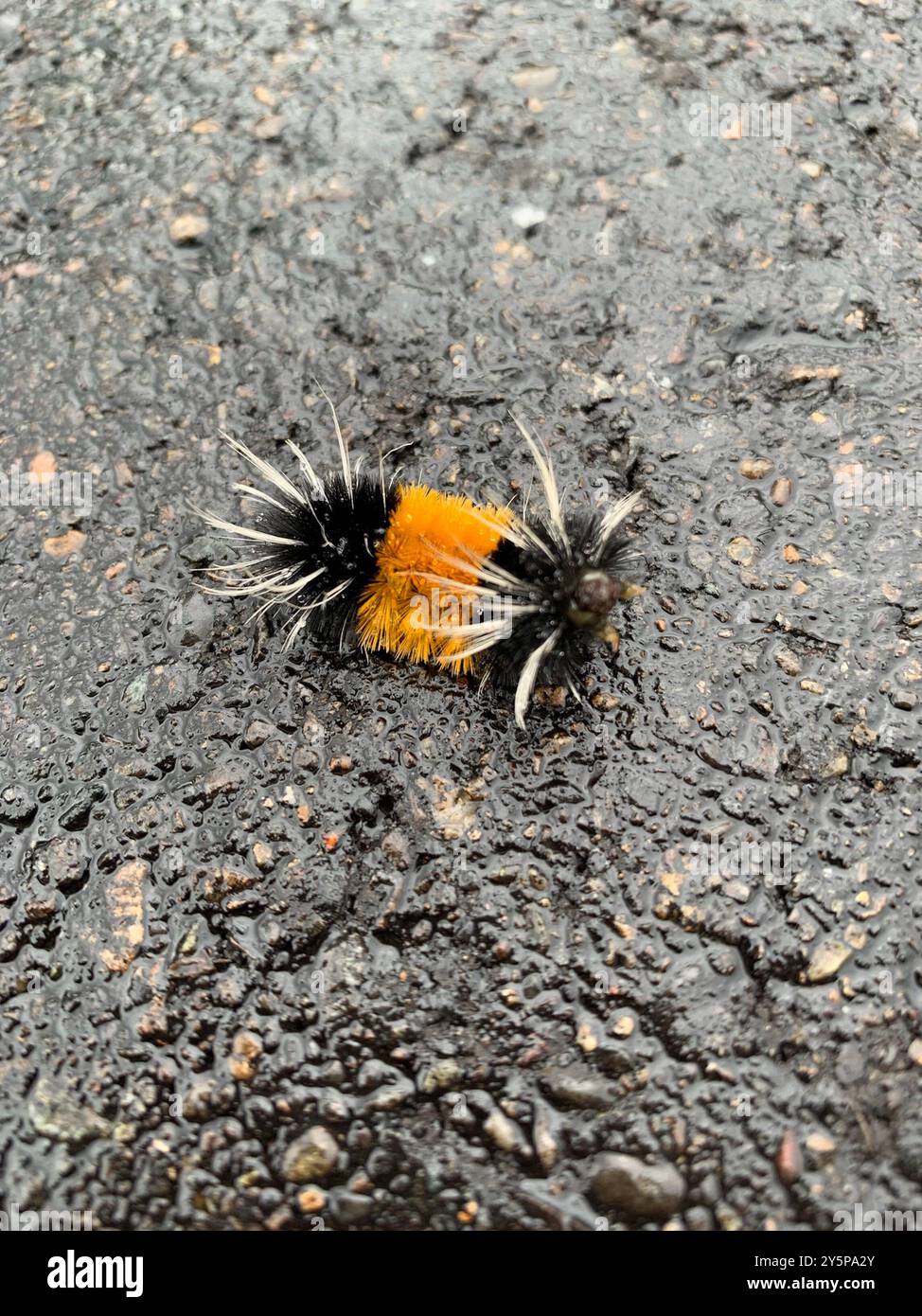Spotted Tussock Moth (Lophocampa maculata) Insecta Stock Photo - Alamy