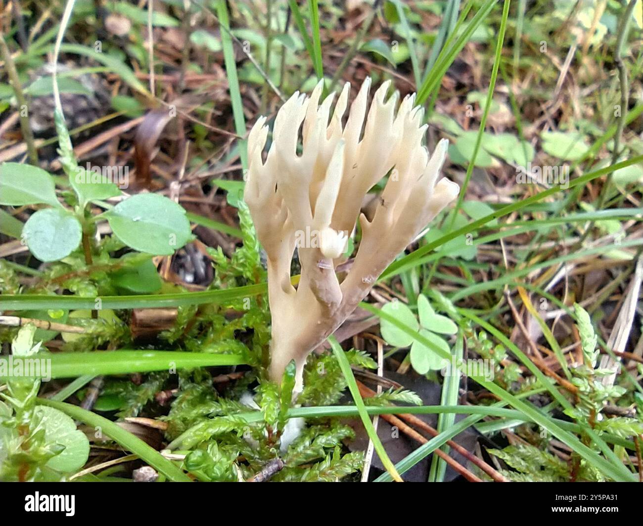 Upright Coral Fungus (Ramaria stricta) Fungi Stock Photo - Alamy