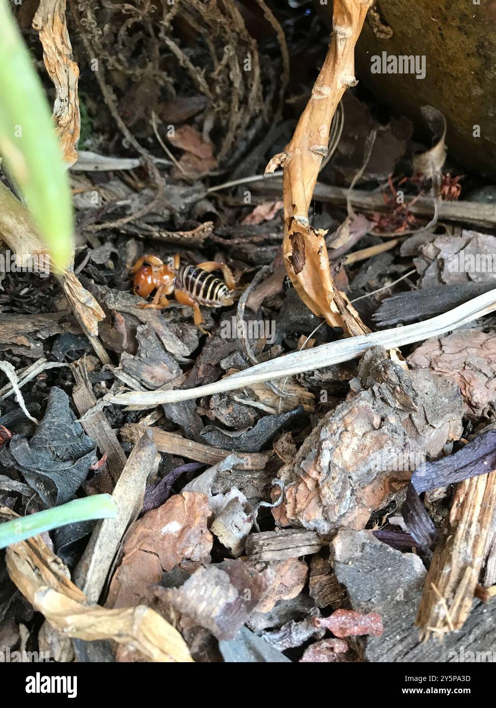 North American Jerusalem Crickets (Ammopelmatus) Insecta Stock Photo ...