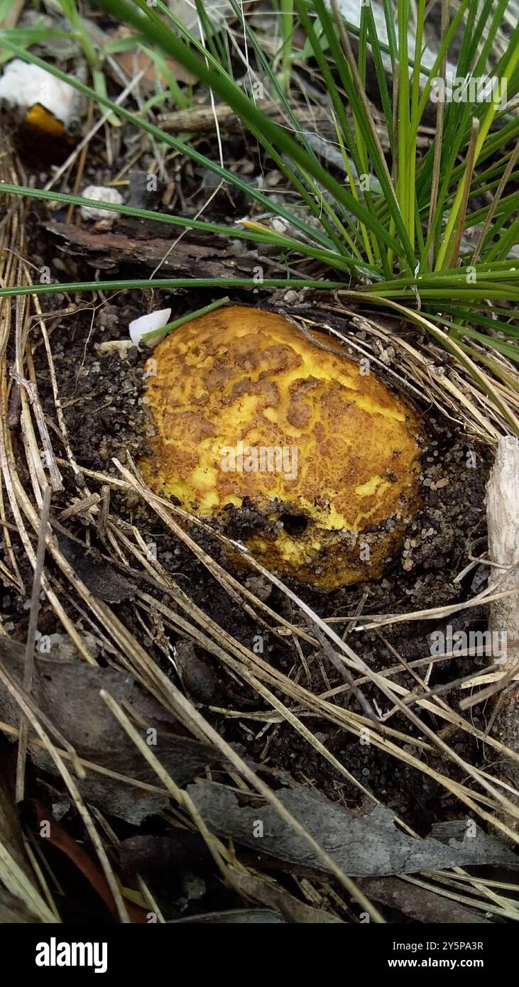 Onion Earthball (Scleroderma cepa) Fungi Stock Photo - Alamy