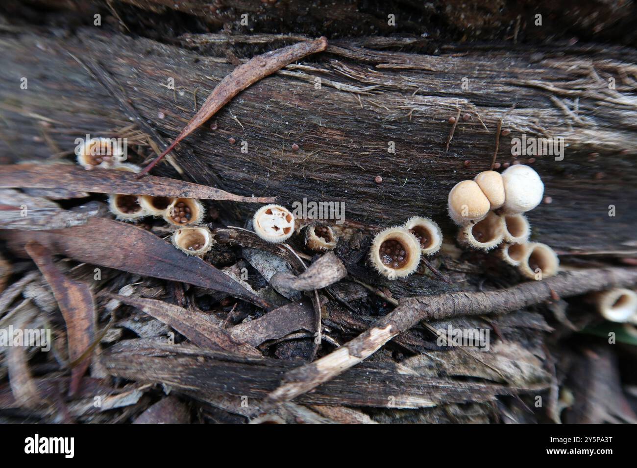woolly bird's nest fungus (Nidula niveotomentosa) Fungi Stock Photo - Alamy