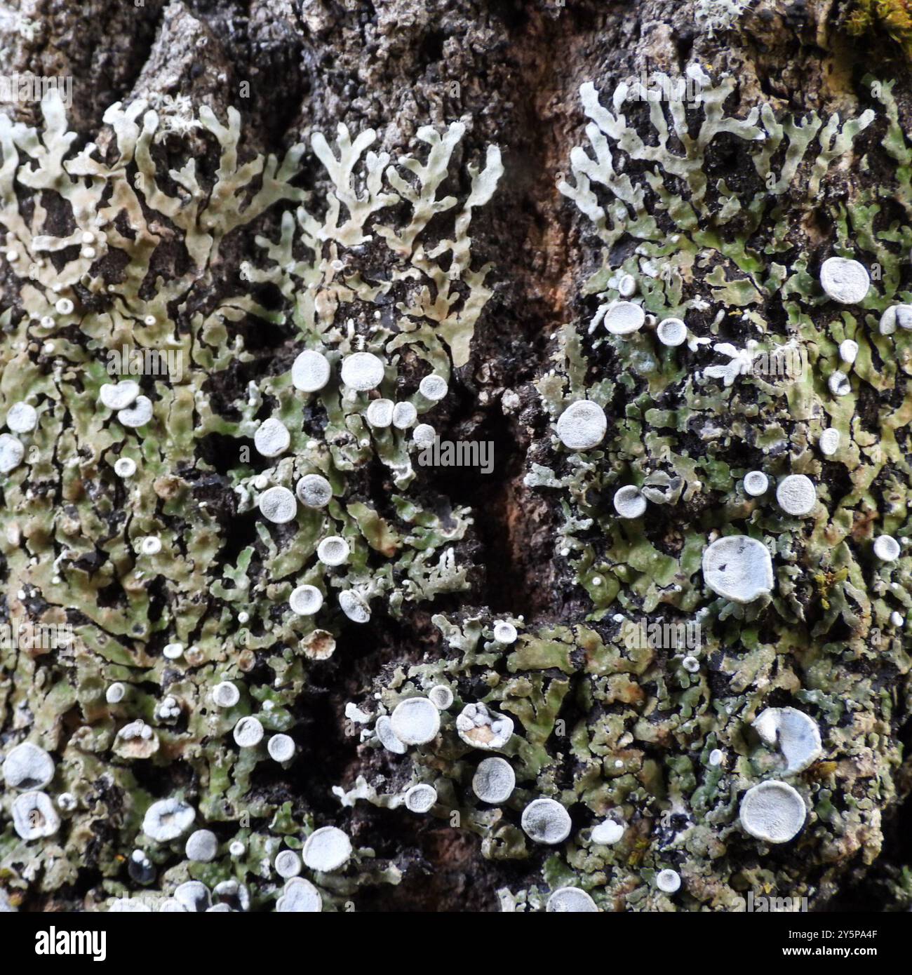 (Physconia distorta) Fungi Stock Photo - Alamy