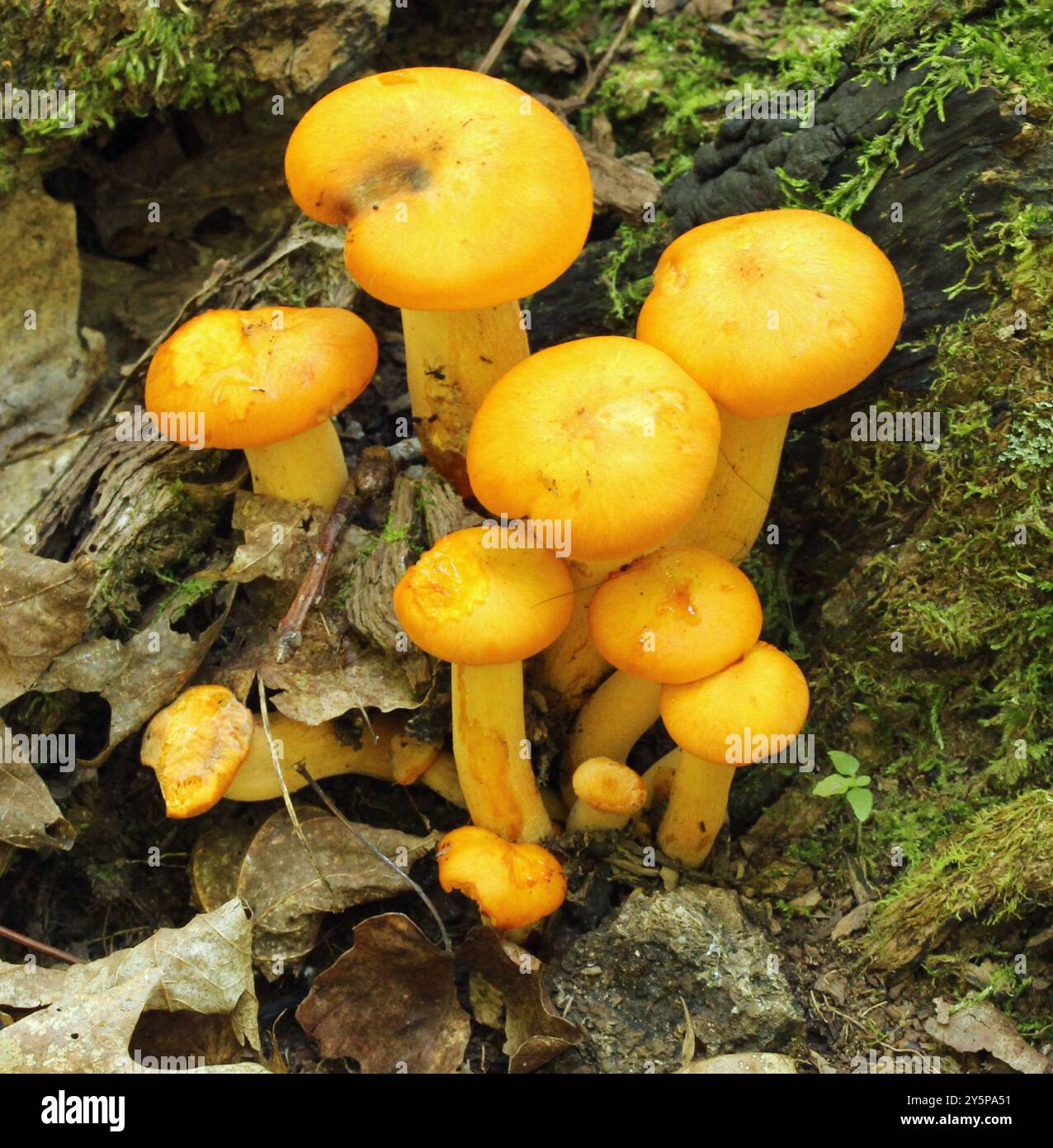 Eastern American jack-o'-lantern (Omphalotus illudens) Fungi Stock ...
