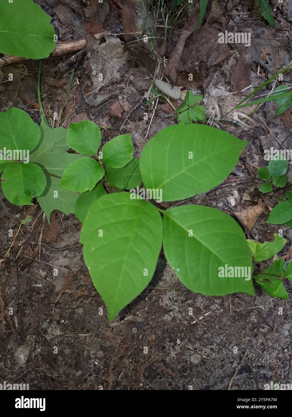 poison ivies and oaks (Toxicodendron) Plantae Stock Photo - Alamy