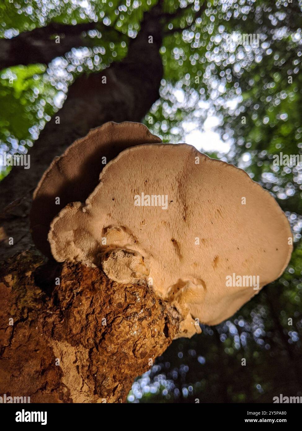 Northern Tooth (Climacodon septentrionalis) Fungi Stock Photo - Alamy