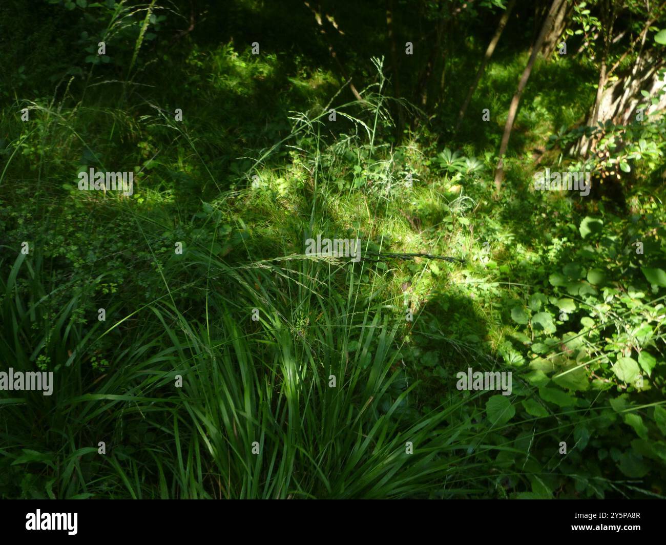 Purple moor grass (Molinia caerulea) Plantae Stock Photo - Alamy