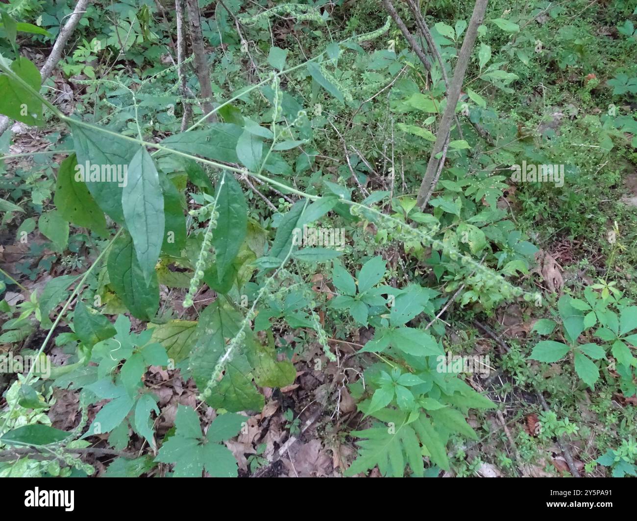 virginia stickseed (Hackelia virginiana) Plantae Stock Photo - Alamy